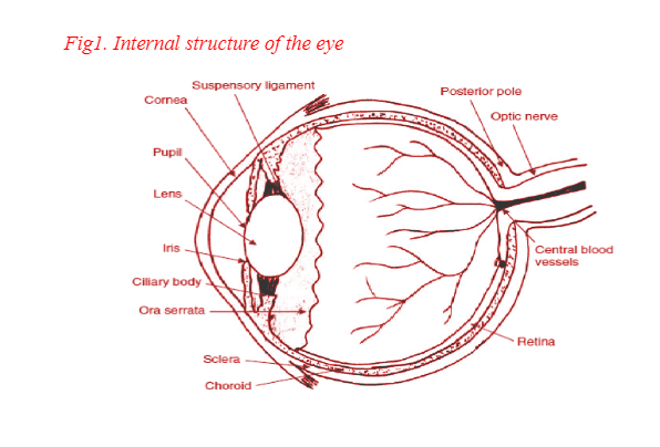 Physiology Of Eye Structure Of Eye Pharmawiki in Physiology Of Eye Structure Of Eye Pharmawiki in